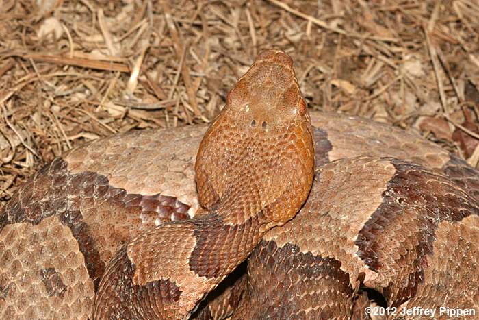 Copperhead (Agkistrodon contortrix)