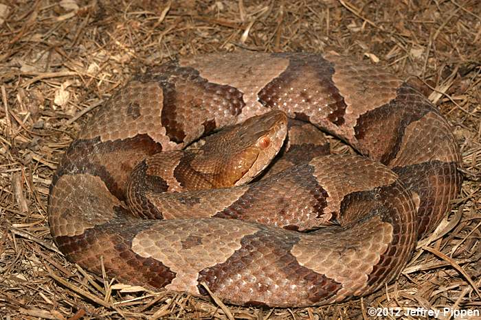 Copperhead (Agkistrodon contortrix)