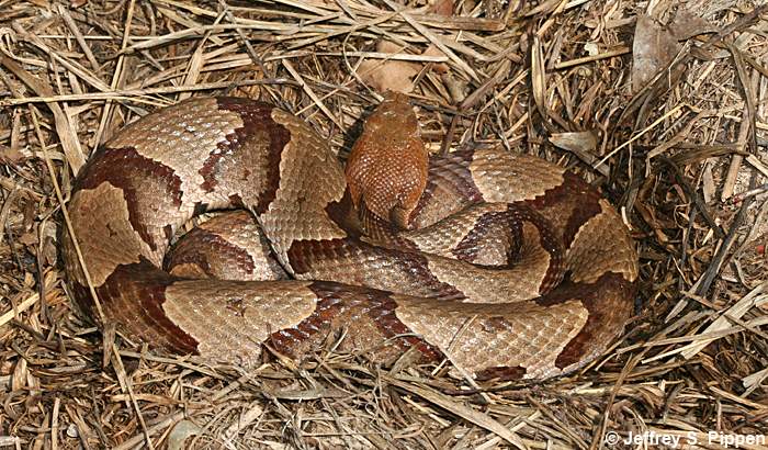 Copperhead (Agkistrodon contortrix)
