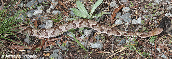 Copperhead Morphs