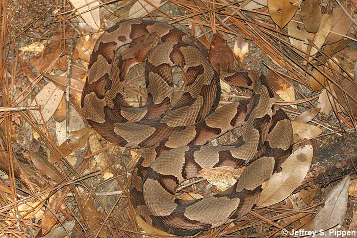 Copperhead (Agkistrodon contortrix)