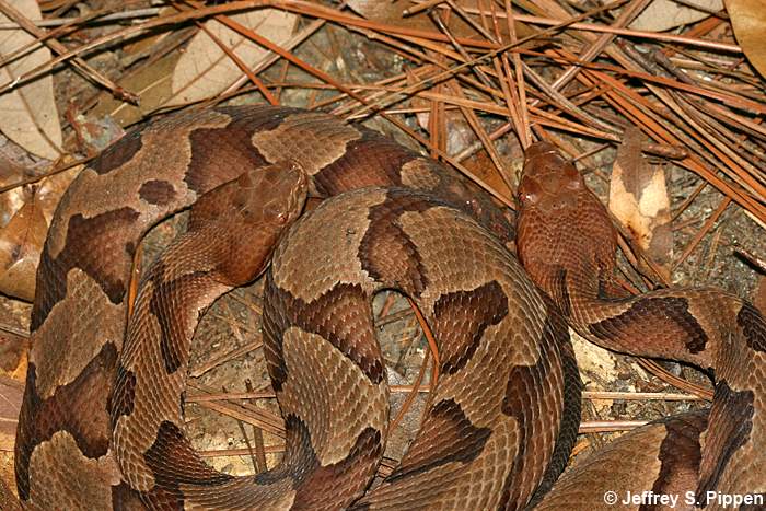 Copperhead (Agkistrodon contortrix)