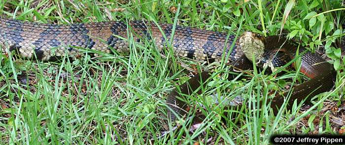 Cottonmouth (Agkistrodon piscivorus)