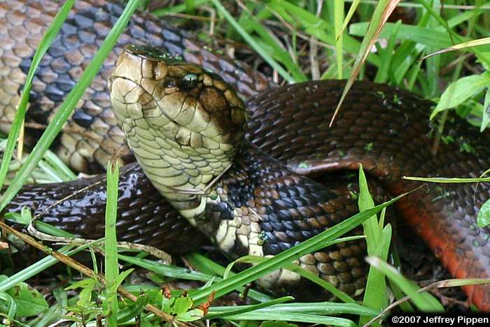 Cottonmouth (Agkistrodon piscivorus)