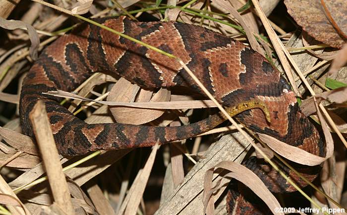 Cottonmouth (Agkistrodon piscivorus)