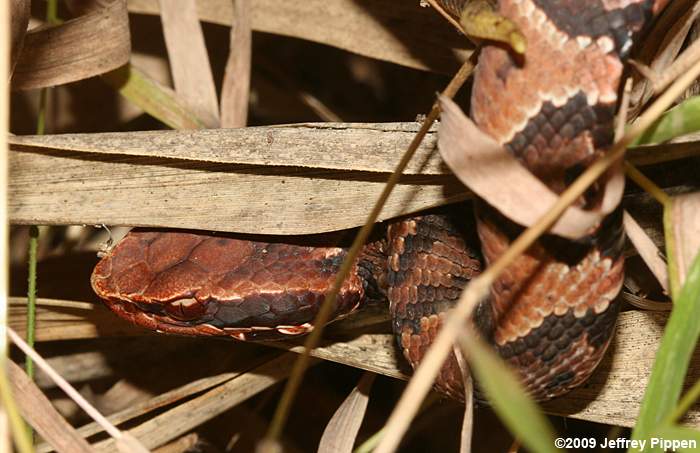 Cottonmouth (Agkistrodon piscivorus)