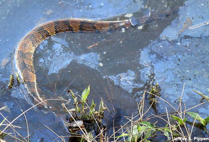 Cottonmouth (Agkistrodon piscivorus)