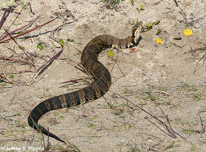 Cottonmouth (Agkistrodon piscivorus)