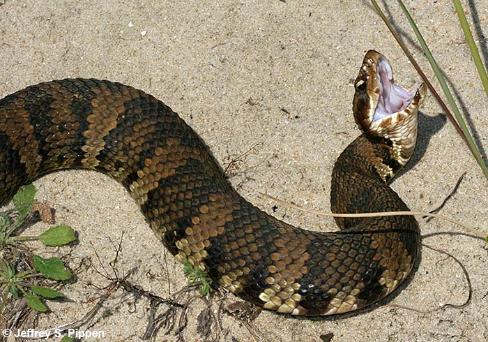 Cottonmouth (Agkistrodon piscivorus)