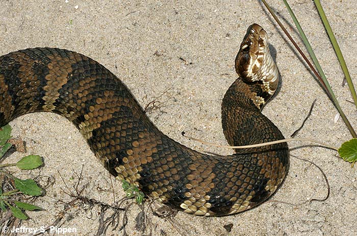 Cottonmouth (Agkistrodon piscivorus)