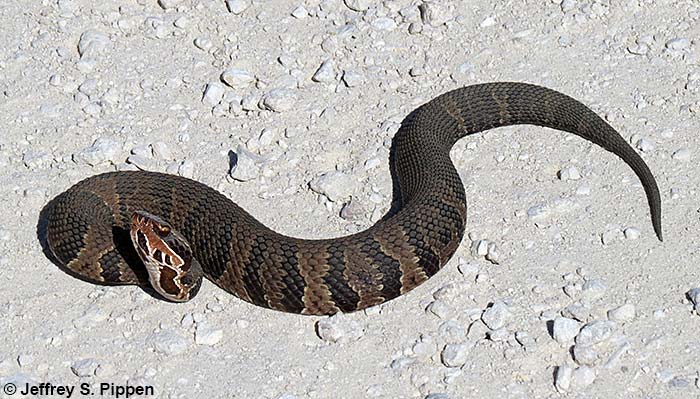 Cottonmouth (Agkistrodon piscivorus)