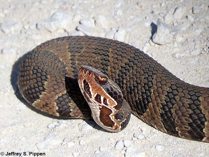 Cottonmouth (Agkistrodon piscivorus)