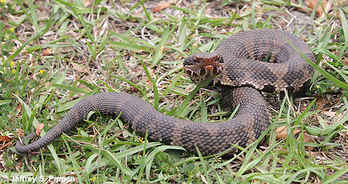 Cottonmouth (Agkistrodon piscivorus)