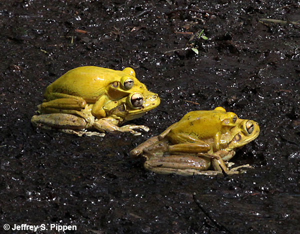 Cuban Tree Frog (Osteopilus septentrionalis)