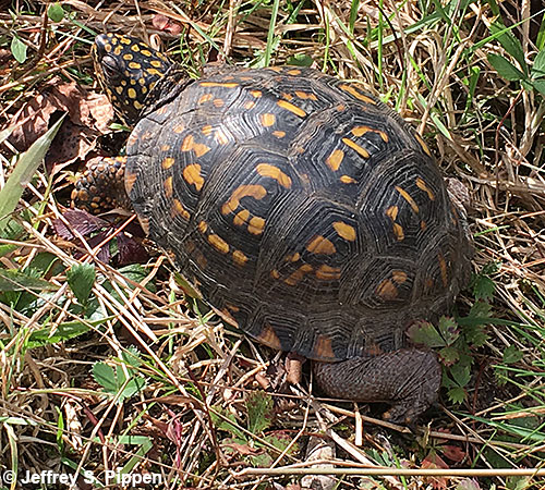 Eastern Box Turtle (Terrapene carolina carolina)