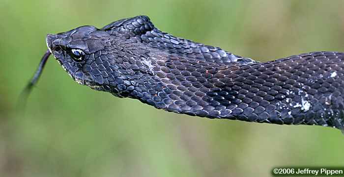 Eastern Hognose Snake (Heterodon platirhinos)