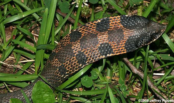 Eastern Hognose Snake (Heterodon platirhinos)