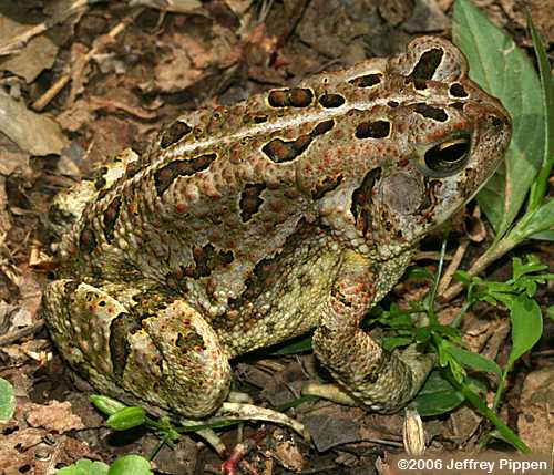 Fowler's Toad (Bufo fowleri)