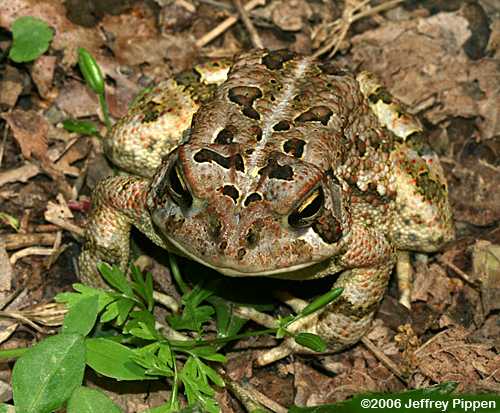 Fowler's Toad (Bufo fowleri)