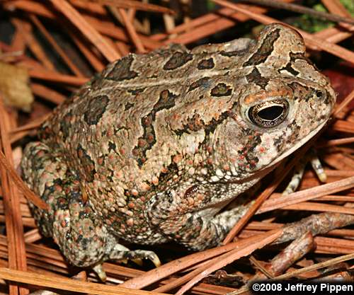 Fowler's Toad (Bufo fowleri)