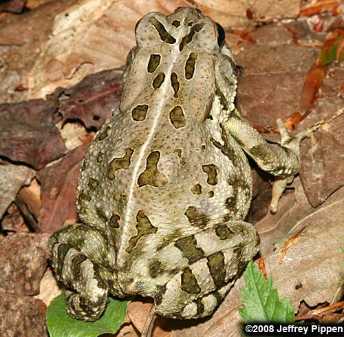 Fowler's Toad (Bufo fowleri)
