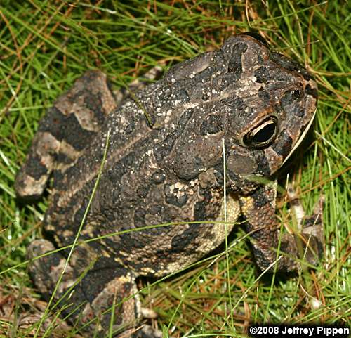 Fowler's Toad (Bufo fowleri)