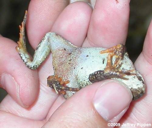 Fowler's Toad (Bufo fowleri)