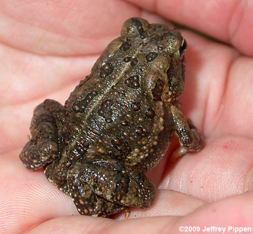 Fowler's Toad (Bufo fowleri)