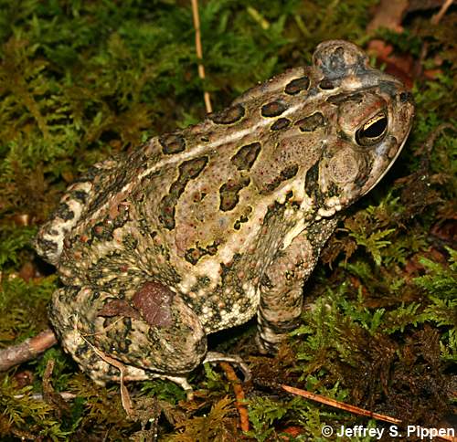 Fowler's Toad (Bufo fowleri)