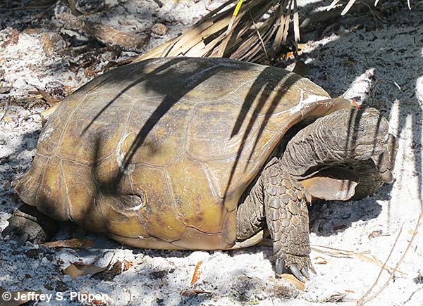 Gopher Tortoise (Gopherus polyphemus)