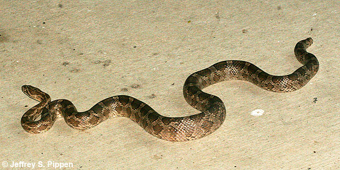 Great Plains Rat Snake, (Pantherophis emoryi)