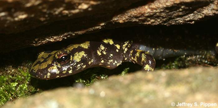 Green Salamander (Aneides aeneus)