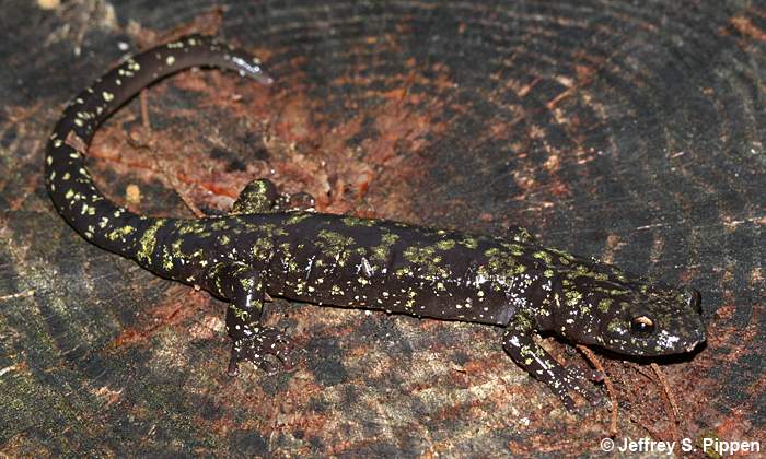 Green Salamander (Aneides aeneus)