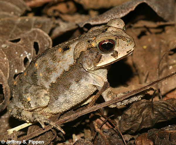 Gulf Coast Toad (Incilius valliceps)