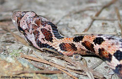 Eastern Hognose Snake (Heterodon platirhinos)