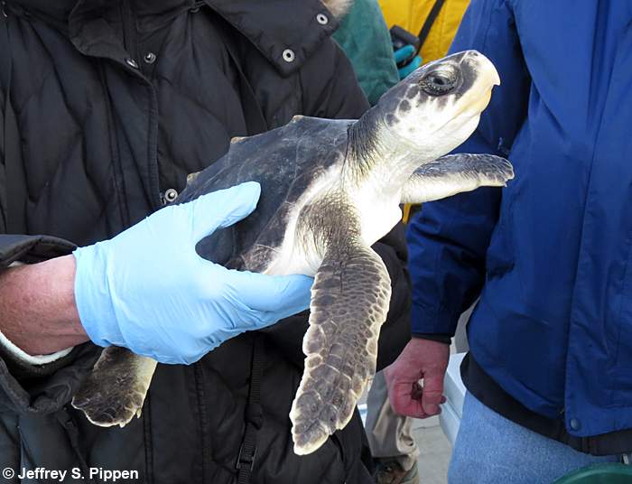 Kemp's Ridley Sea Turtle (Lepidochelys kempii)