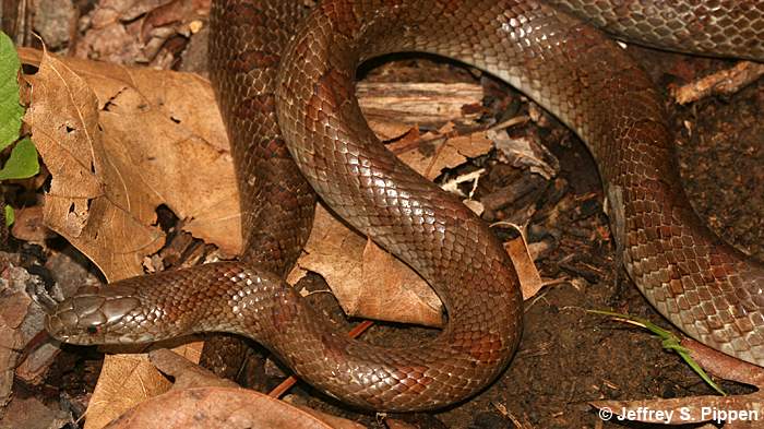 Mole Kingsnake (Lampropeltis calagaster rhombomaculata)