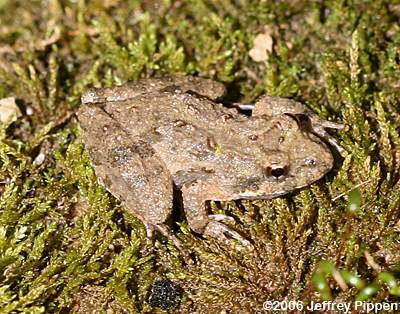 Northern Cricket Frog (Acris crepitans crepitans)