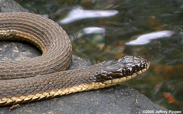 Queen Snake (Regina septemvittata)
