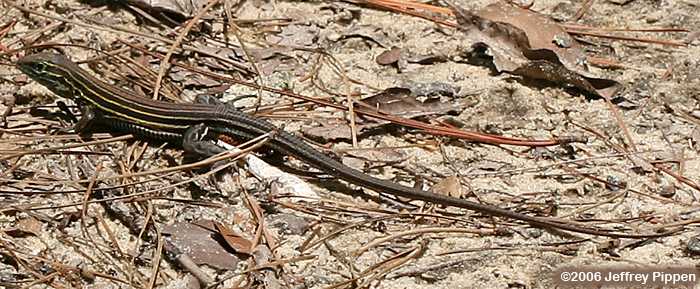 Six-lined Racerunner (Cnemidophorus sexlineatus sexlineatus)