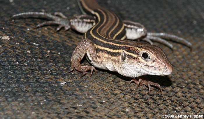 Six-lined Racerunner (Cnemidophorus sexlineatus sexlineatus)