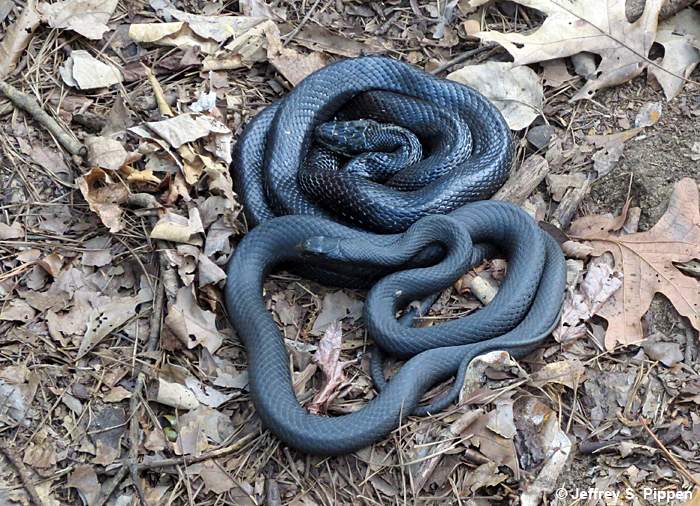 Rat Snake (Elaphe obsoleta)