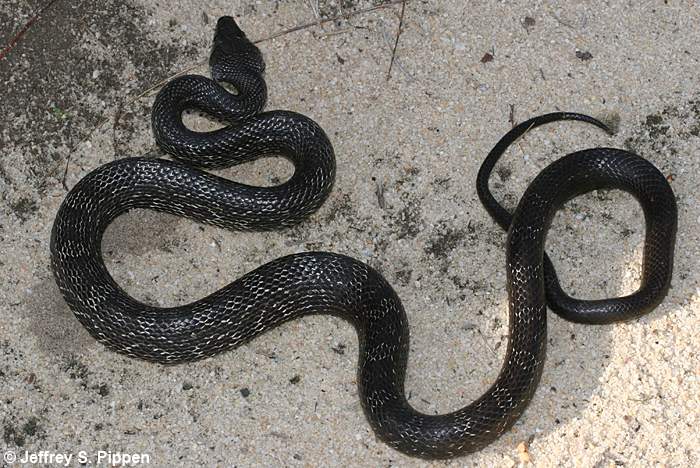 Rat Snake (Elaphe obsoleta)