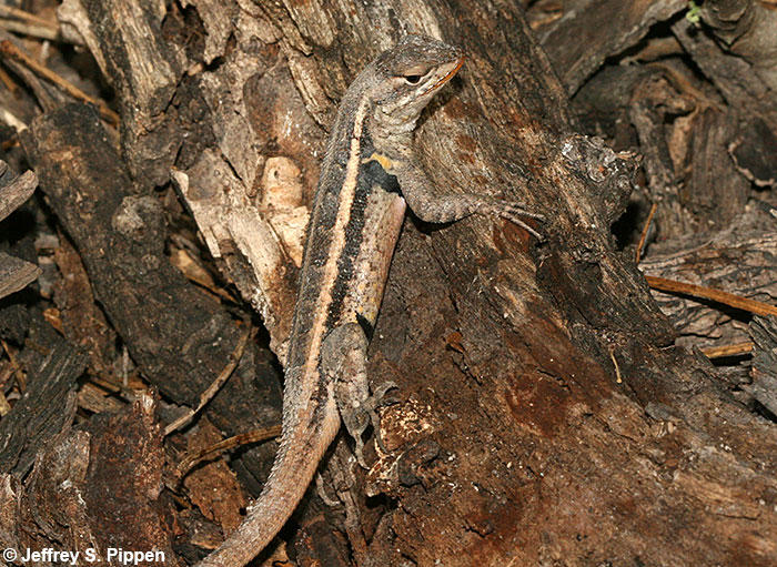 Rose-bellied Lizard (Sceloporus variabilis)