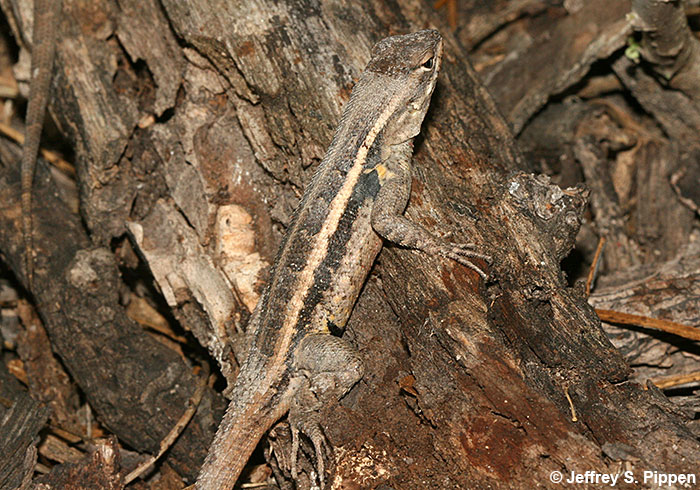 Rose-bellied Lizard (Sceloporus variabilis)
