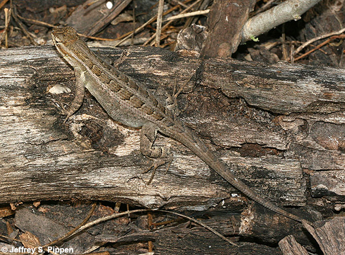 Rose-bellied Lizard (Sceloporus variabilis)