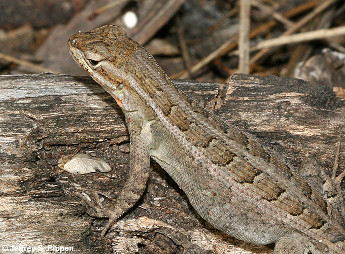 Rose-bellied Lizard (Sceloporus variabilis)
