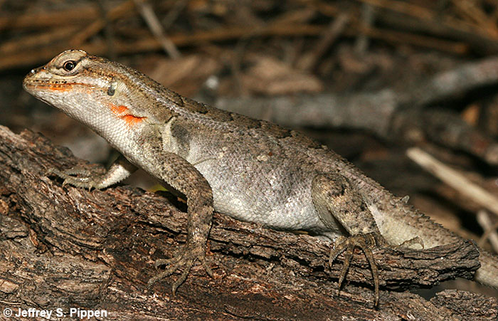 Rose-bellied Lizard (Sceloporus variabilis)