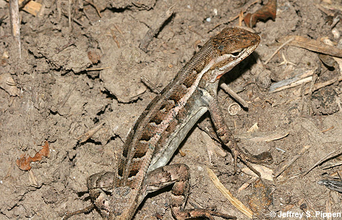 Rose-bellied Lizard (Sceloporus variabilis)