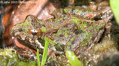Southern Cricket Frog (Acris gryllus gryllus)